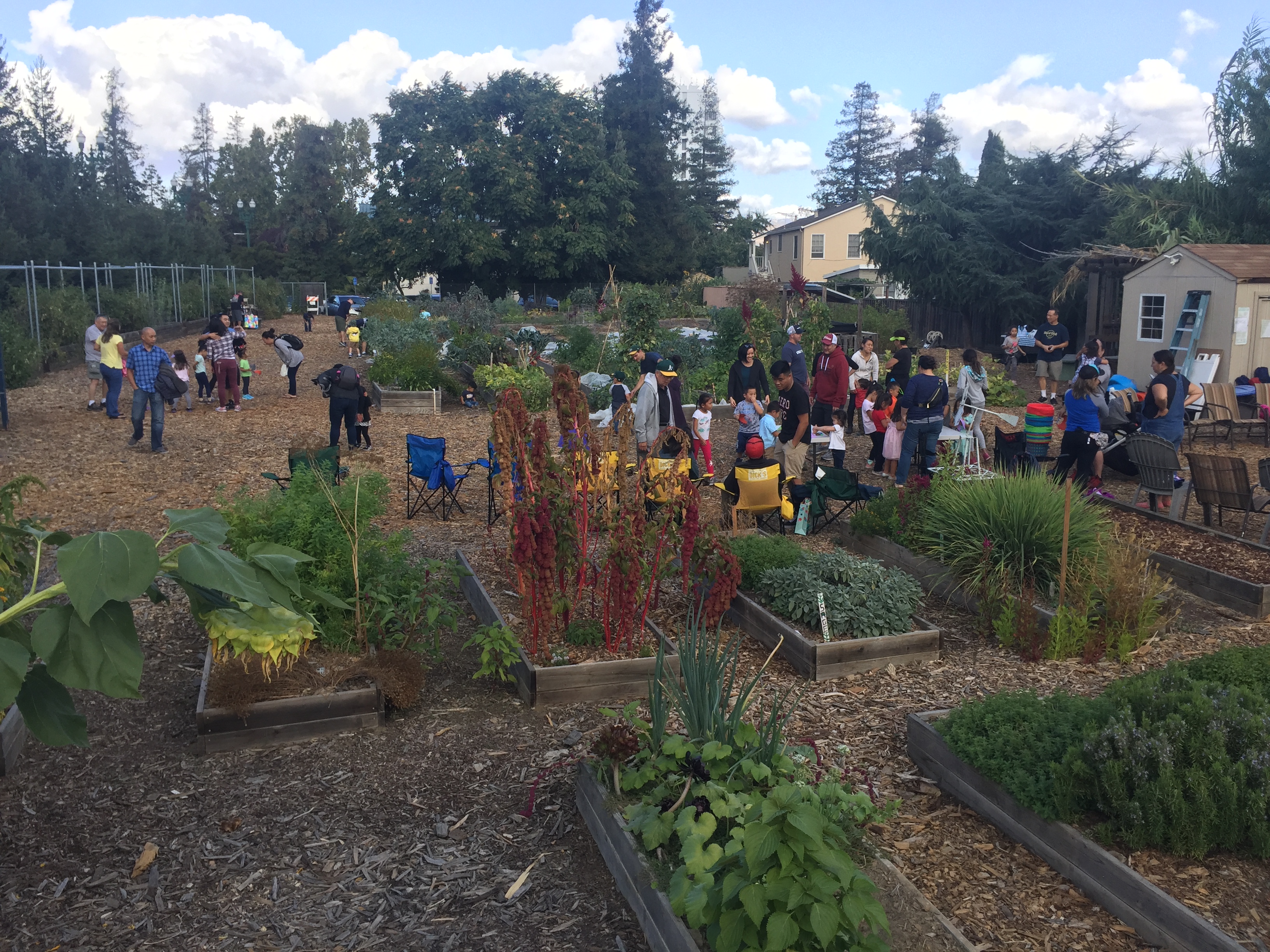 Freeways and Farms: Veggielution & Taylor Street Urban Farms Study ...